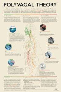 Original Polyvagal Poster - Somatic Experiencing® International