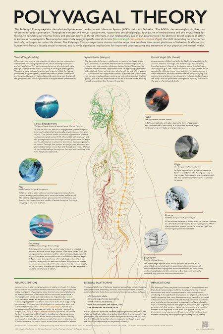 Original Polyvagal Poster Somatic Experiencing International Original Polyvagal Poster Somatic Experiencing International